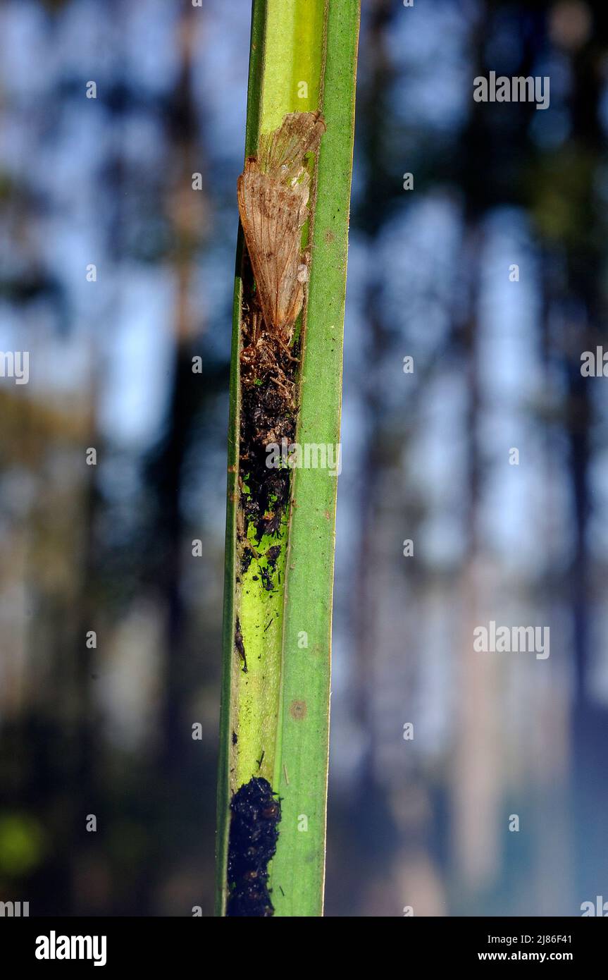 Cut Pale Pitcher Plant with dead insects Texas Stock Photo - Alamy
