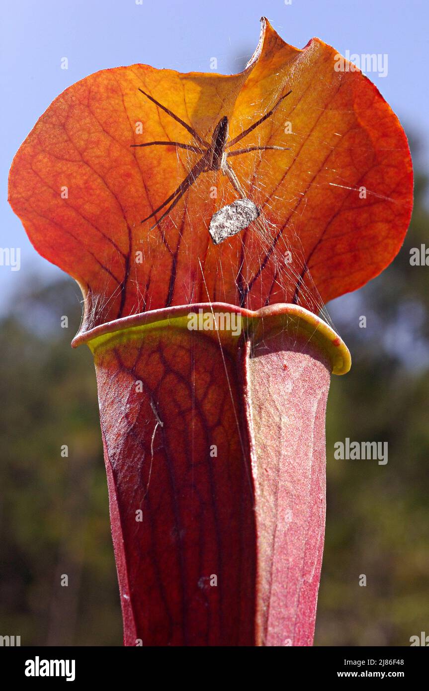 Spider on its web across the opening of a Pitcher plant Stock Photo - Alamy