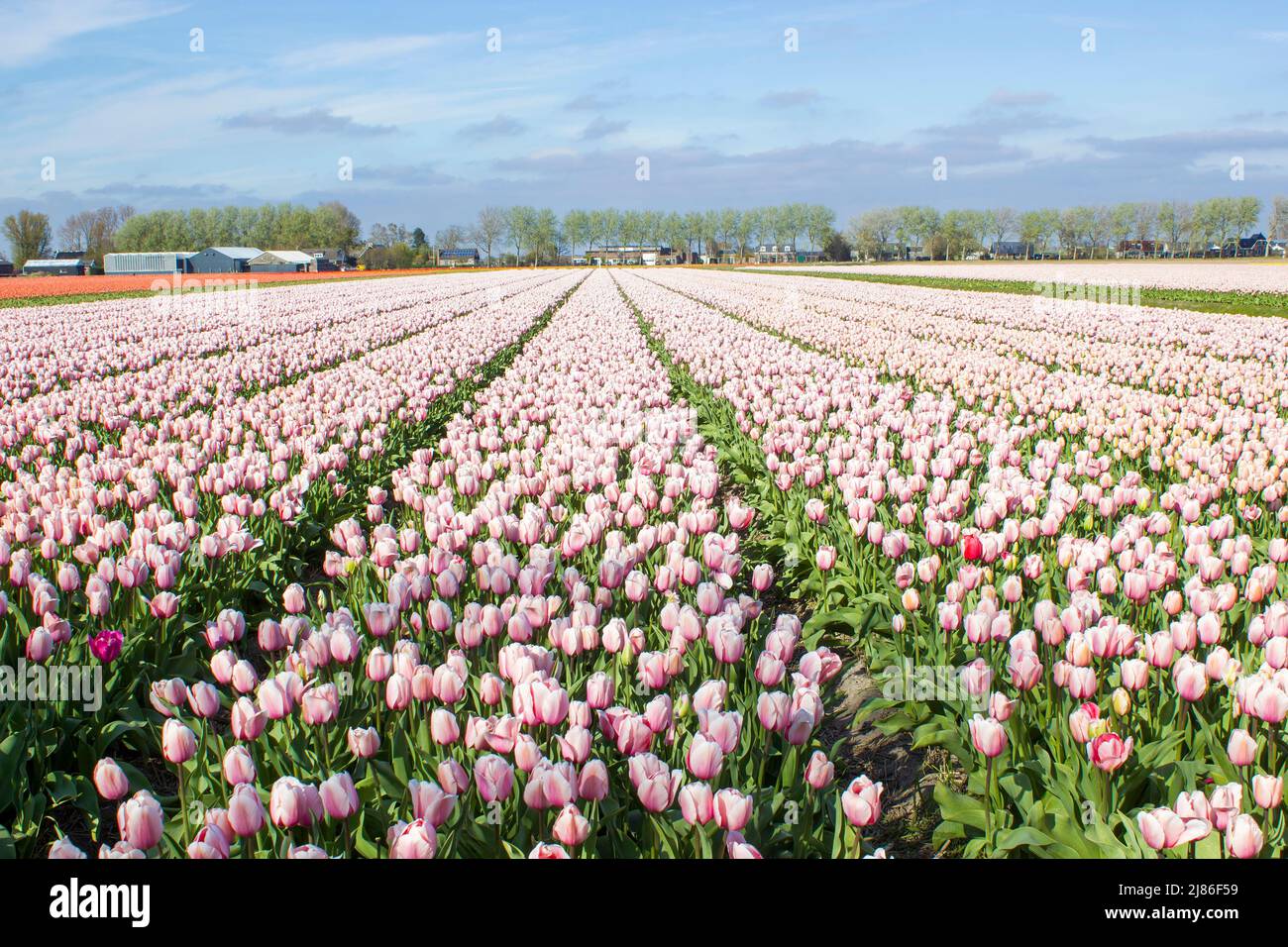 tulip field in the Netherlands - pink tulips Stock Photo - Alamy