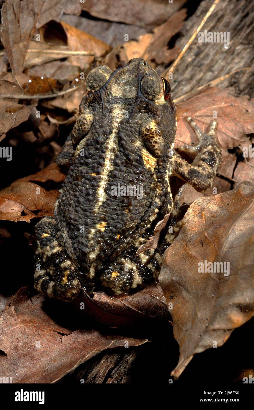 Gulf coast toad Lake Fausse Pointe State Park Louisiana USA Stock Photo ...