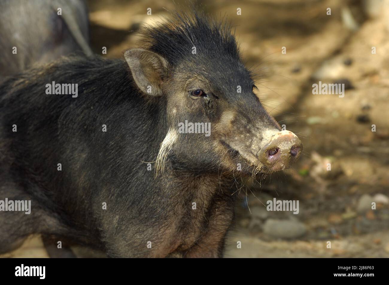 Philippine warty pig (Sus philippensis Stock Photo - Alamy