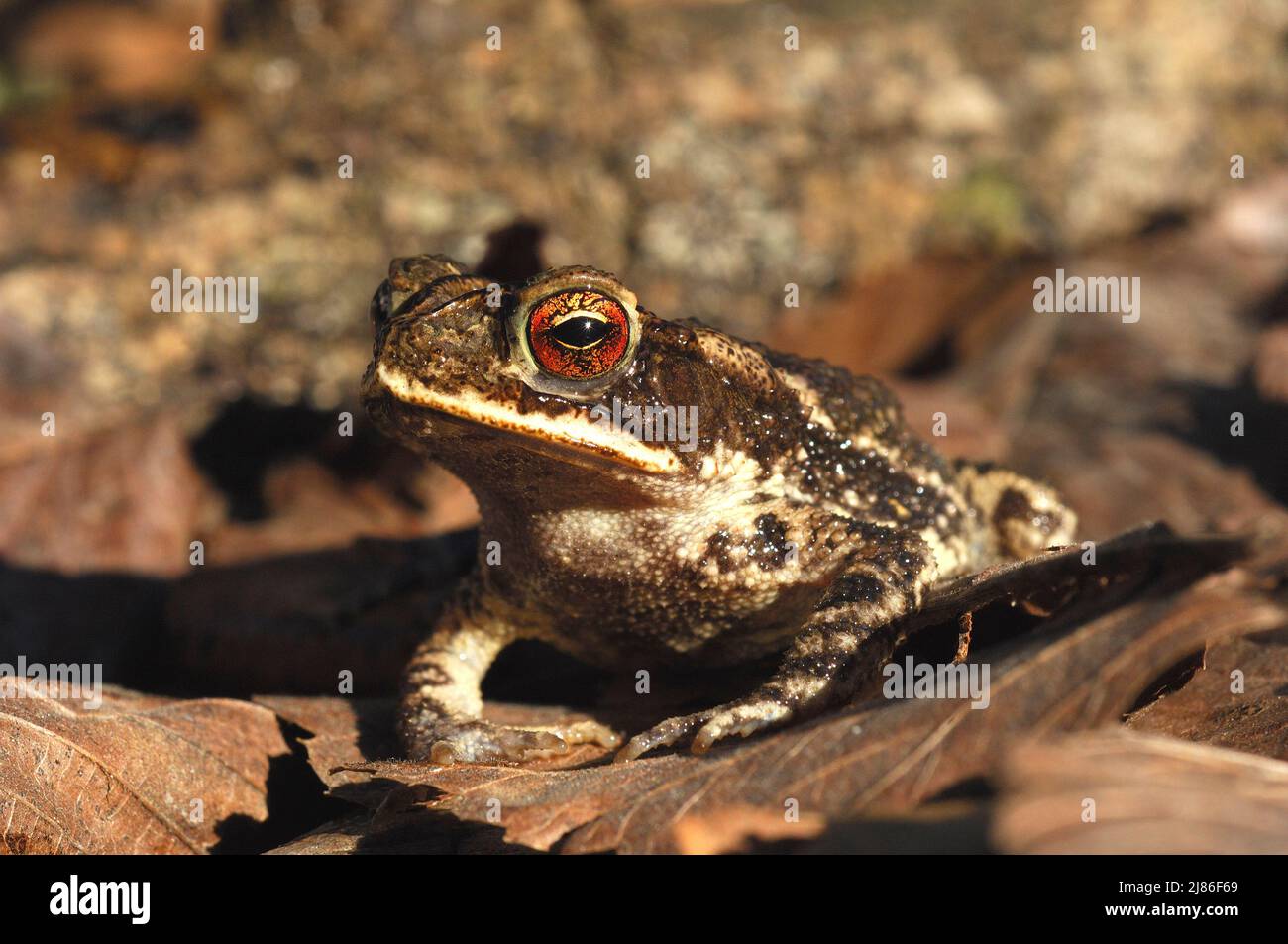 Gulf coast toad Lake Fausse Pointe State Park Louisiana USA Stock Photo ...