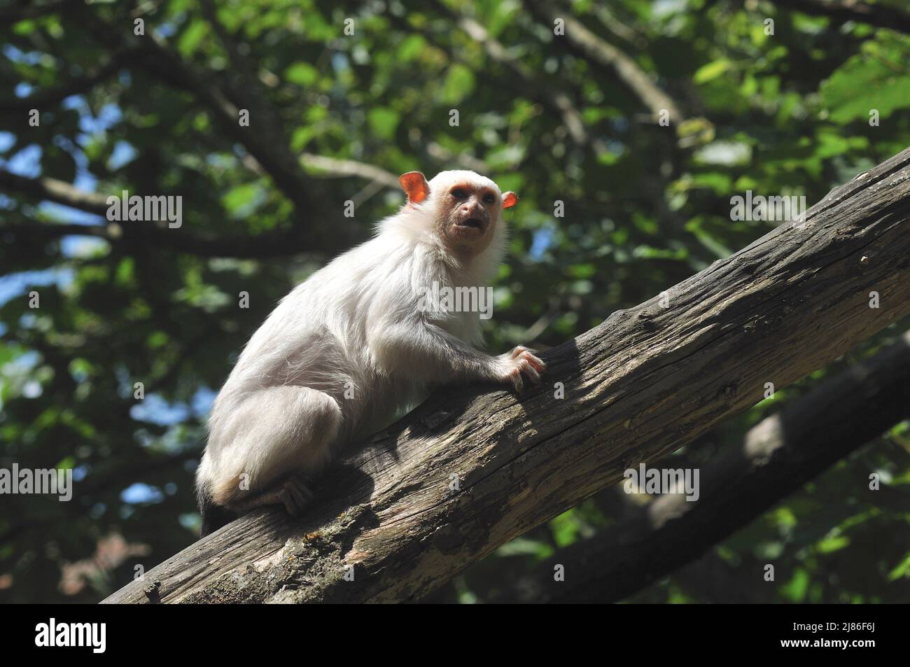 Callithrix mico argentata hi-res stock photography and images - Alamy