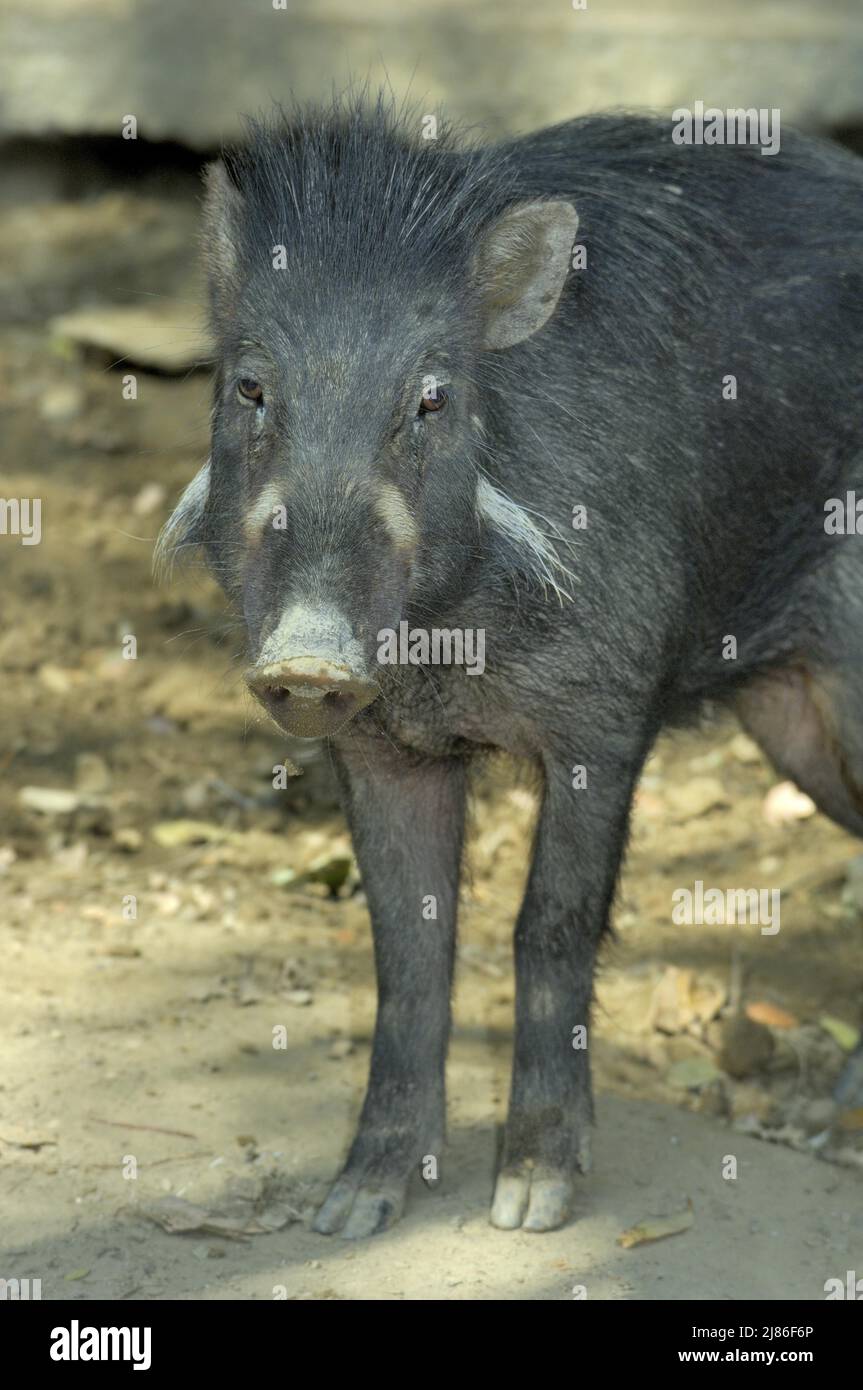 Philippine warty pig (Sus philippensis Stock Photo - Alamy