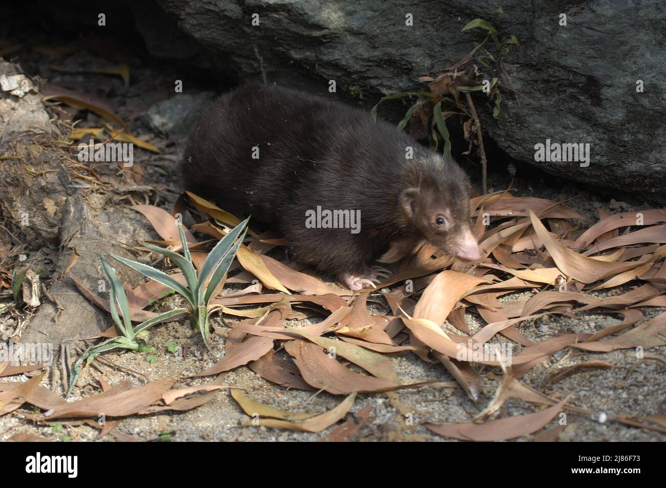 Palawan stink badger (Mydaus marchei Stock Photo - Alamy