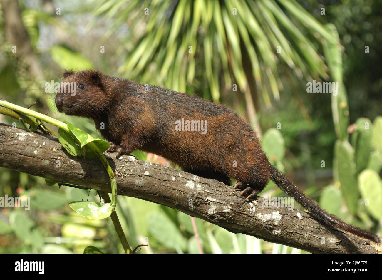 Southern Luzon giant cloud rat (Phloeomys cumingi Stock Photo - Alamy