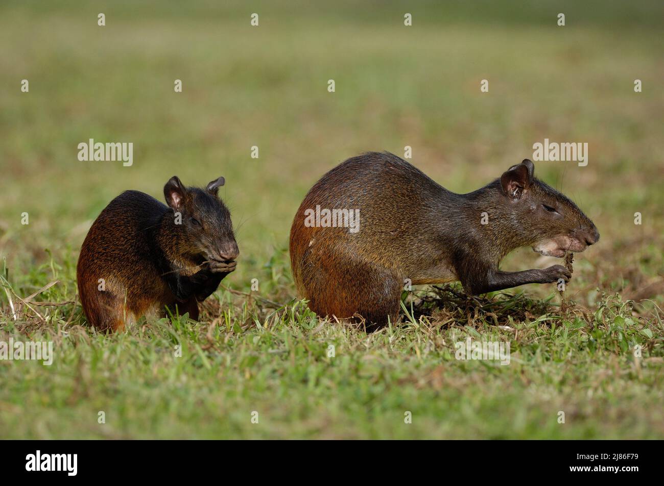 Red rumped agoutis hi-res stock photography and images - Alamy