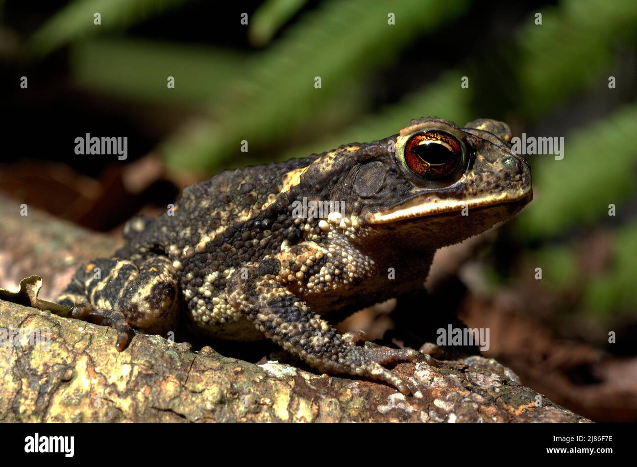 Gulf coast toad Lake Fausse Pointe State Park Louisiana USA Stock Photo ...