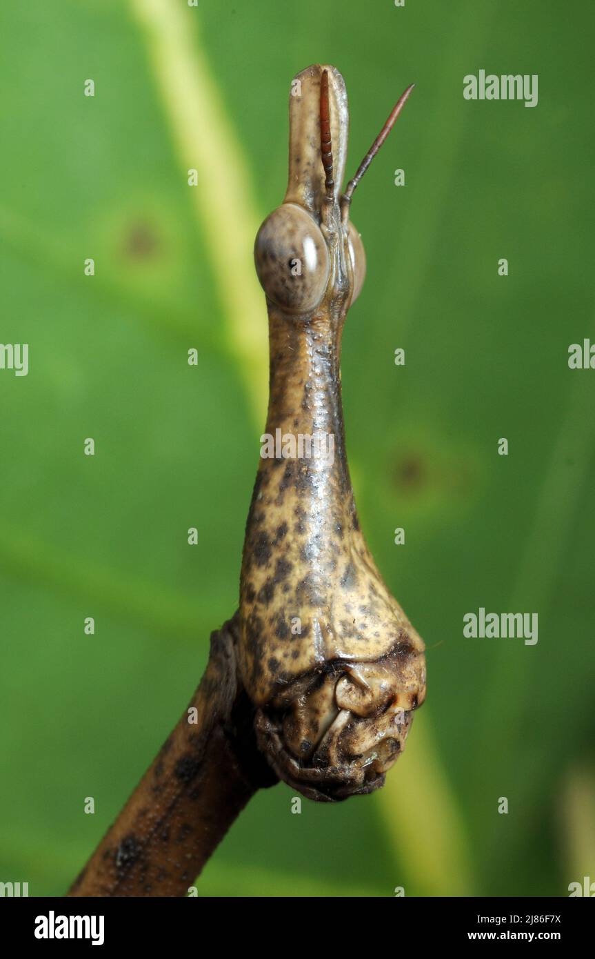 Portrait of Locust-stick insect French Guiana Stock Photo - Alamy