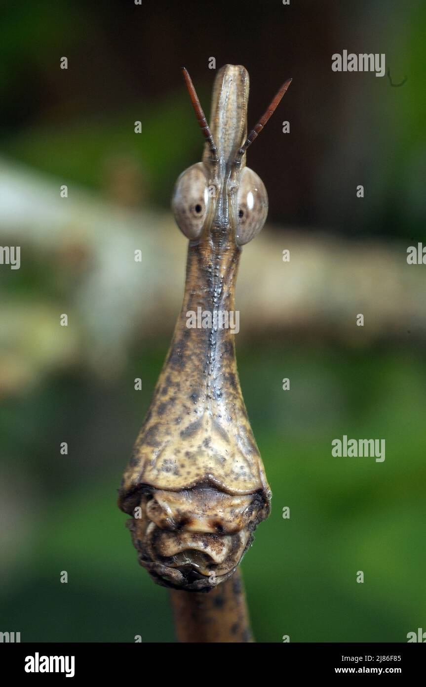Portrait of Locust-stick insect French Guiana Stock Photo - Alamy