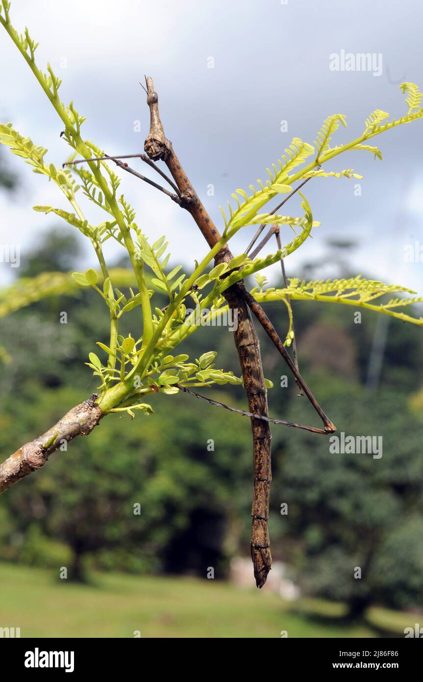 Proscopia hi-res stock photography and images - Alamy