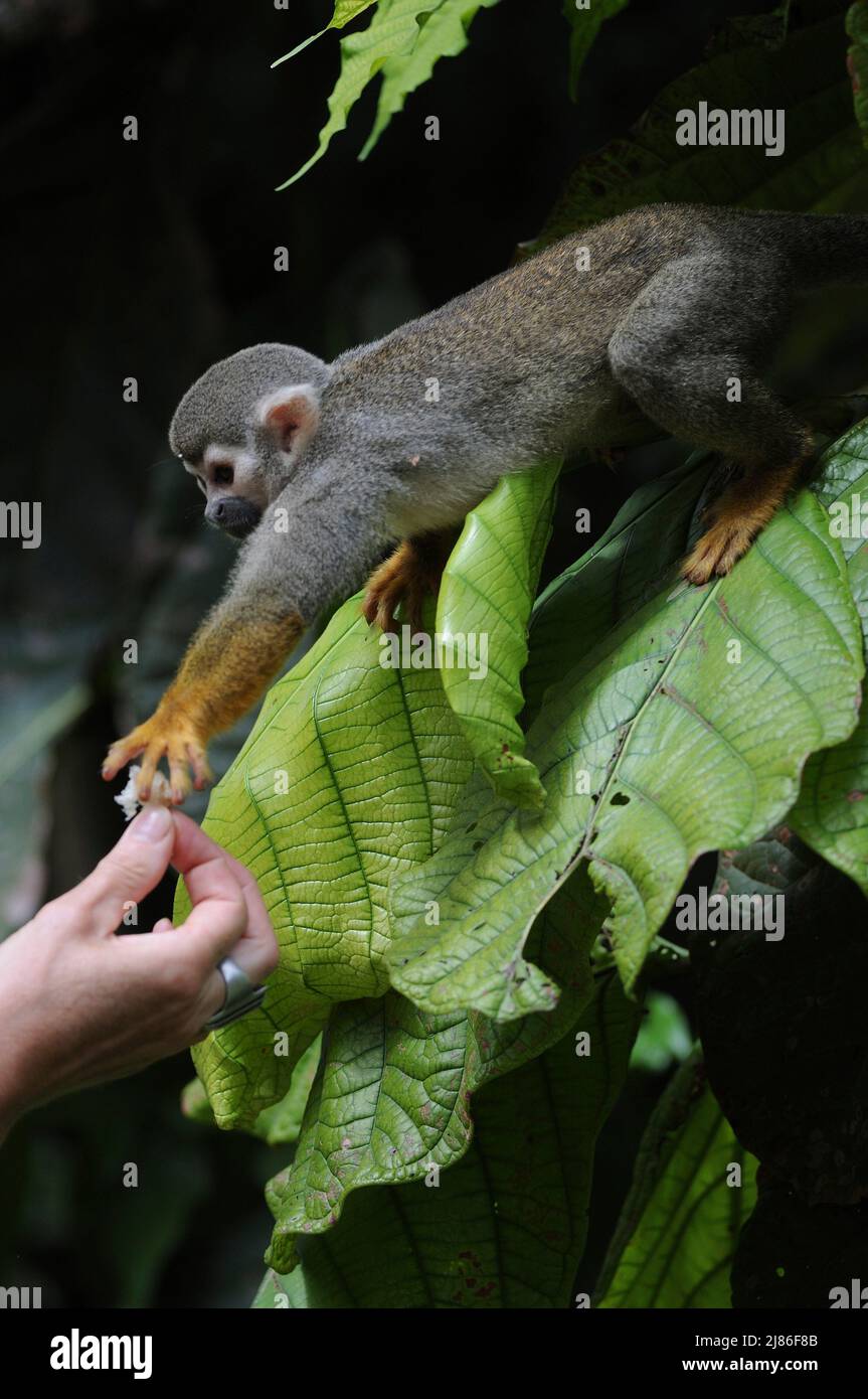 Human monkey hands hi-res stock photography and images - Alamy