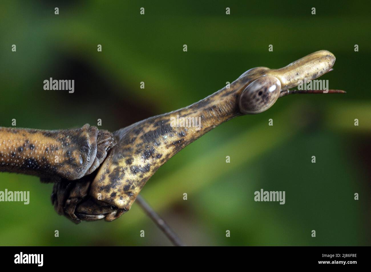 Portrait of Locust-stick insect French Guiana Stock Photo - Alamy