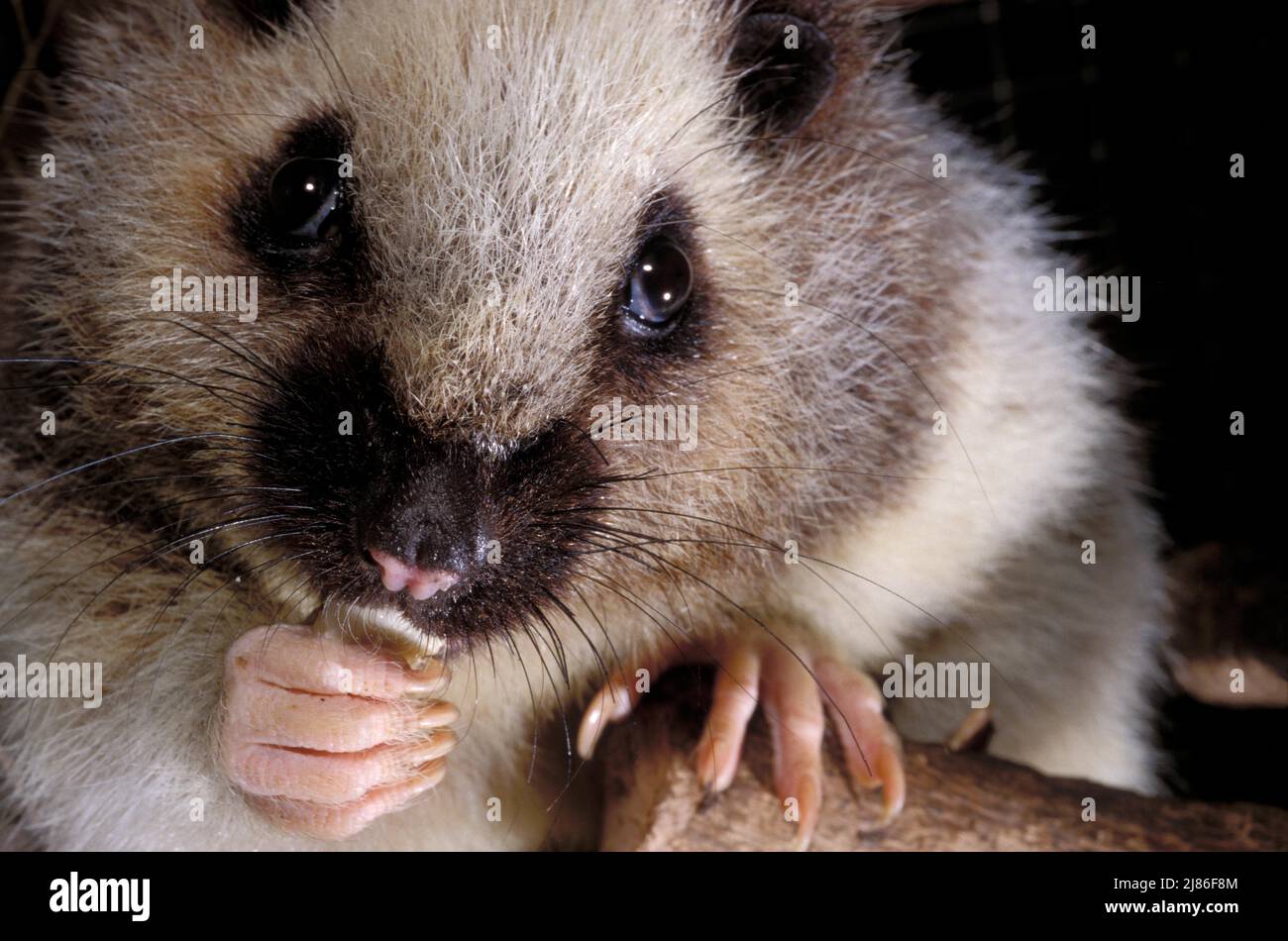 Northern Luzon giant cloud rat (Phloeomys pallidus) mangeant Stock ...