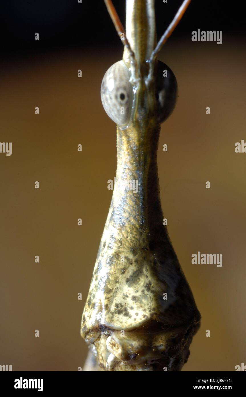 Portrait of Locust-stick insect French Guiana Stock Photo - Alamy