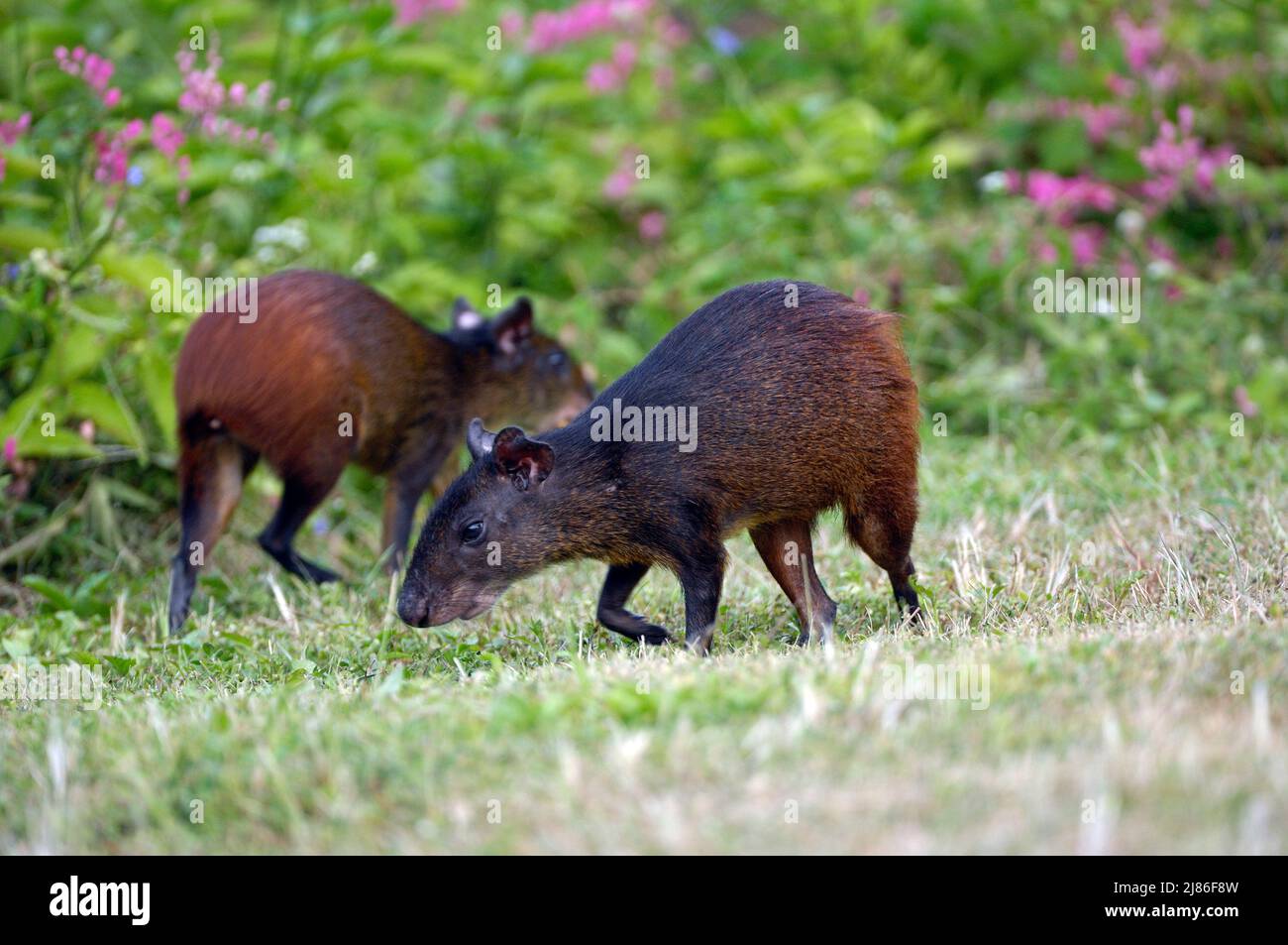 Red rumped agoutis hi-res stock photography and images - Alamy