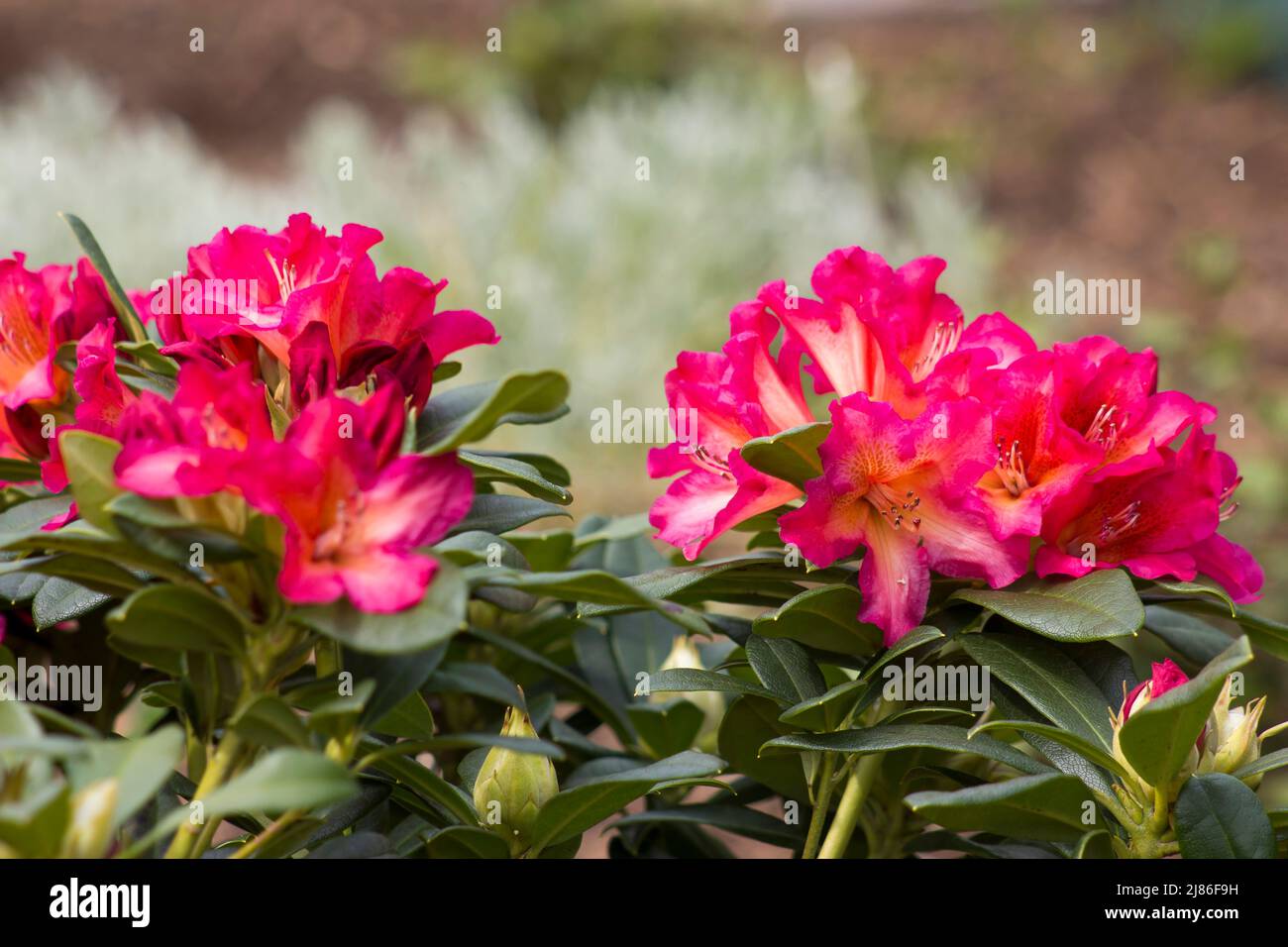 Blooming red rhododendron flowers in a garden Stock Photo - Alamy