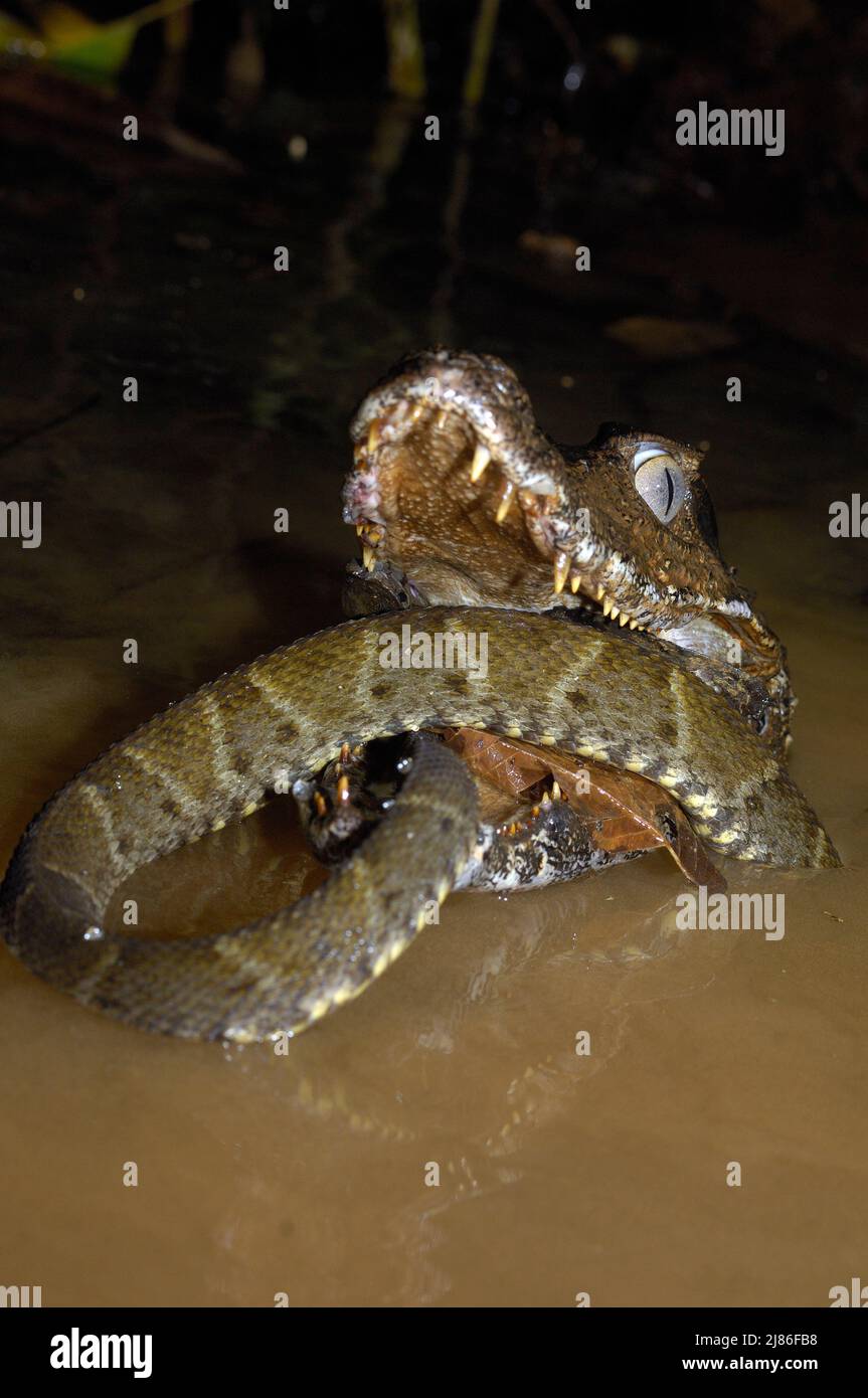 Cuvier's dwarf caiman eating a Lance-headed Viper Guiana Stock Photo ...