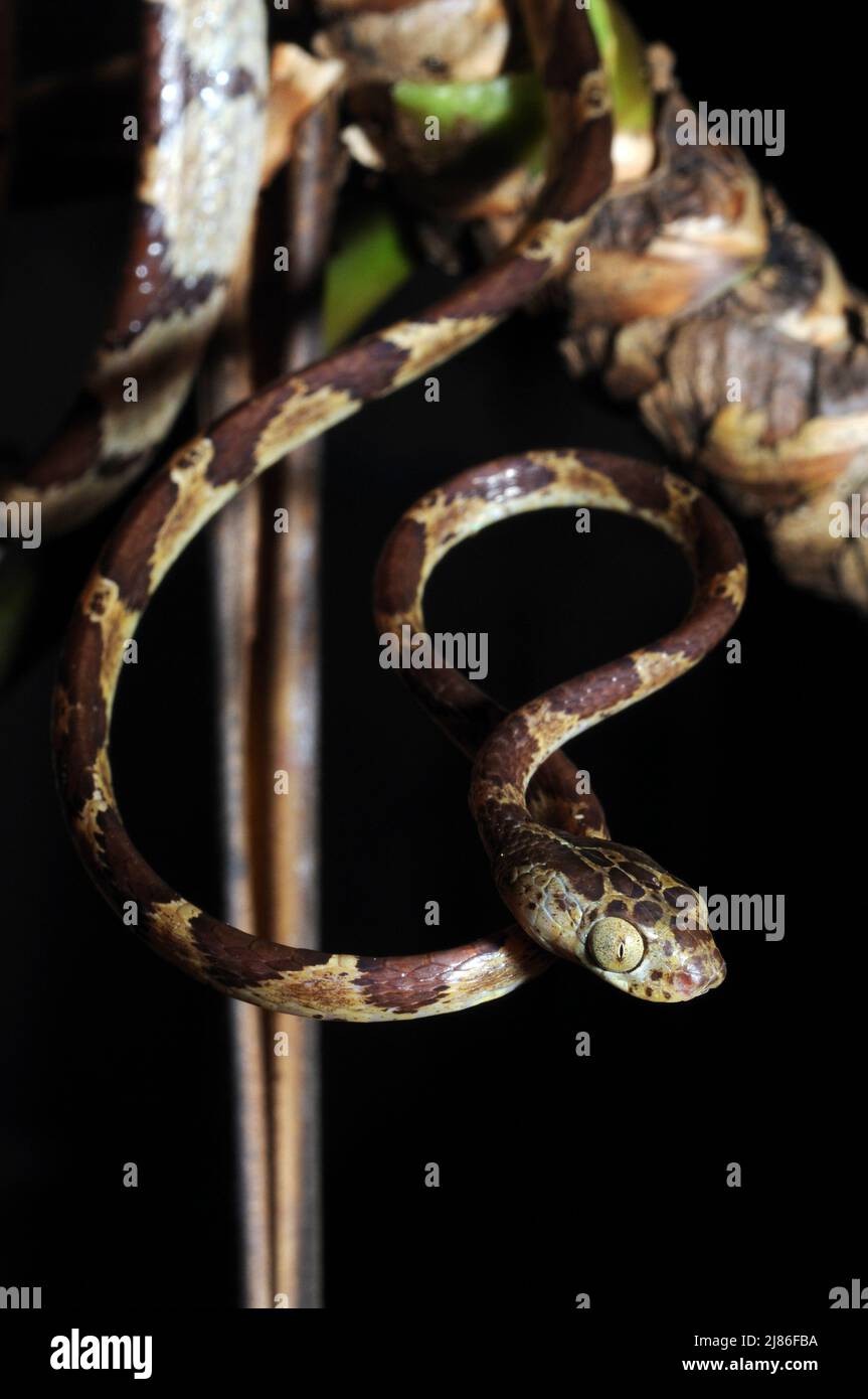 Bluntheaded treesnake French Guiana Stock Photo - Alamy