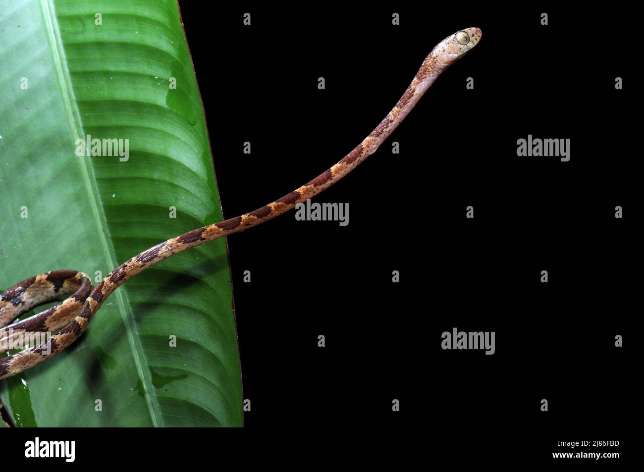 Bluntheaded tree snake hi-res stock photography and images - Alamy