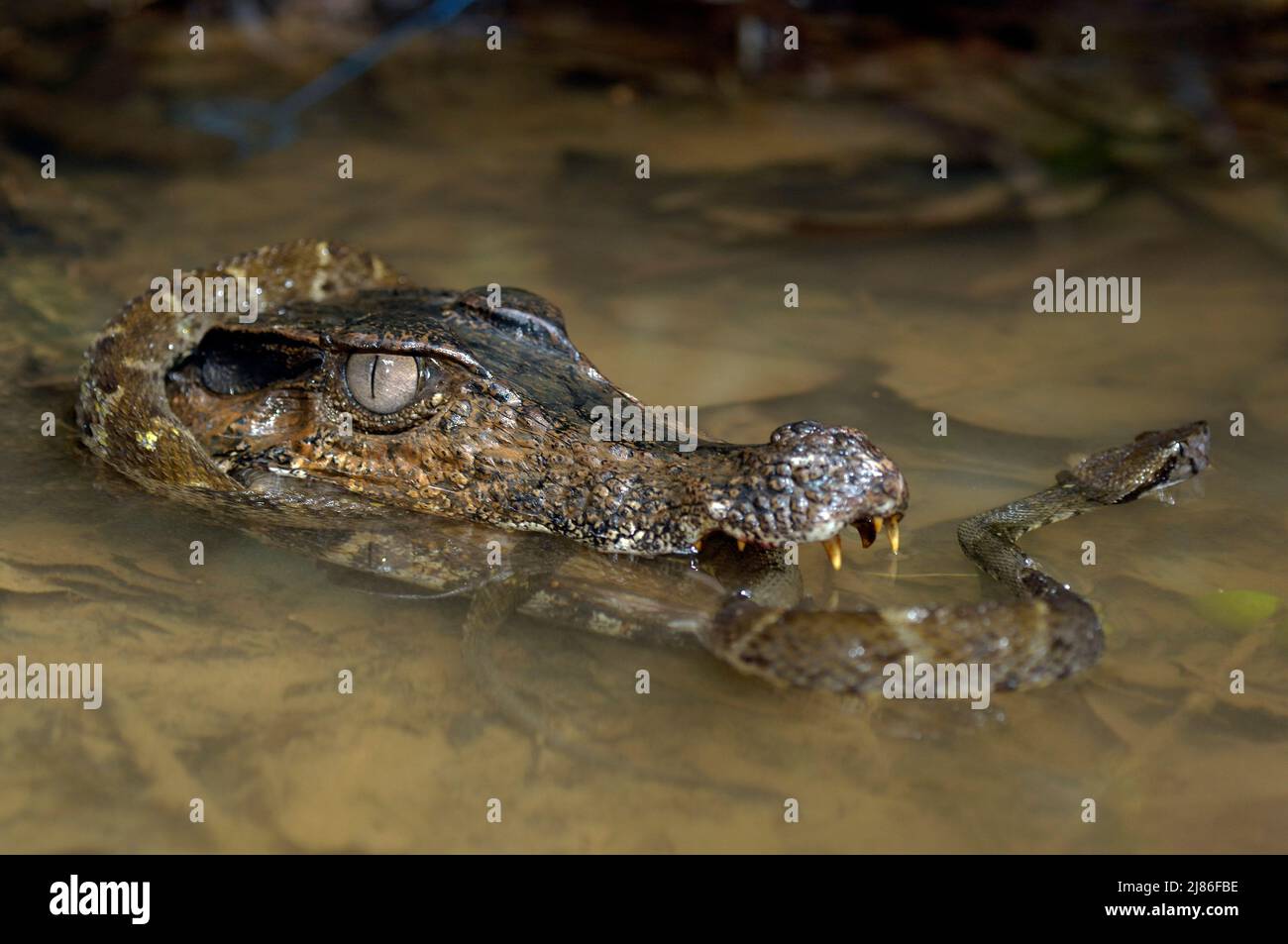 Cuvier's dwarf caiman eating a Lance-headed Viper Guiana Stock Photo ...