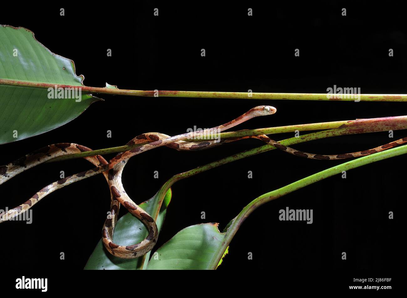 Bluntheaded tree snake hi-res stock photography and images - Alamy