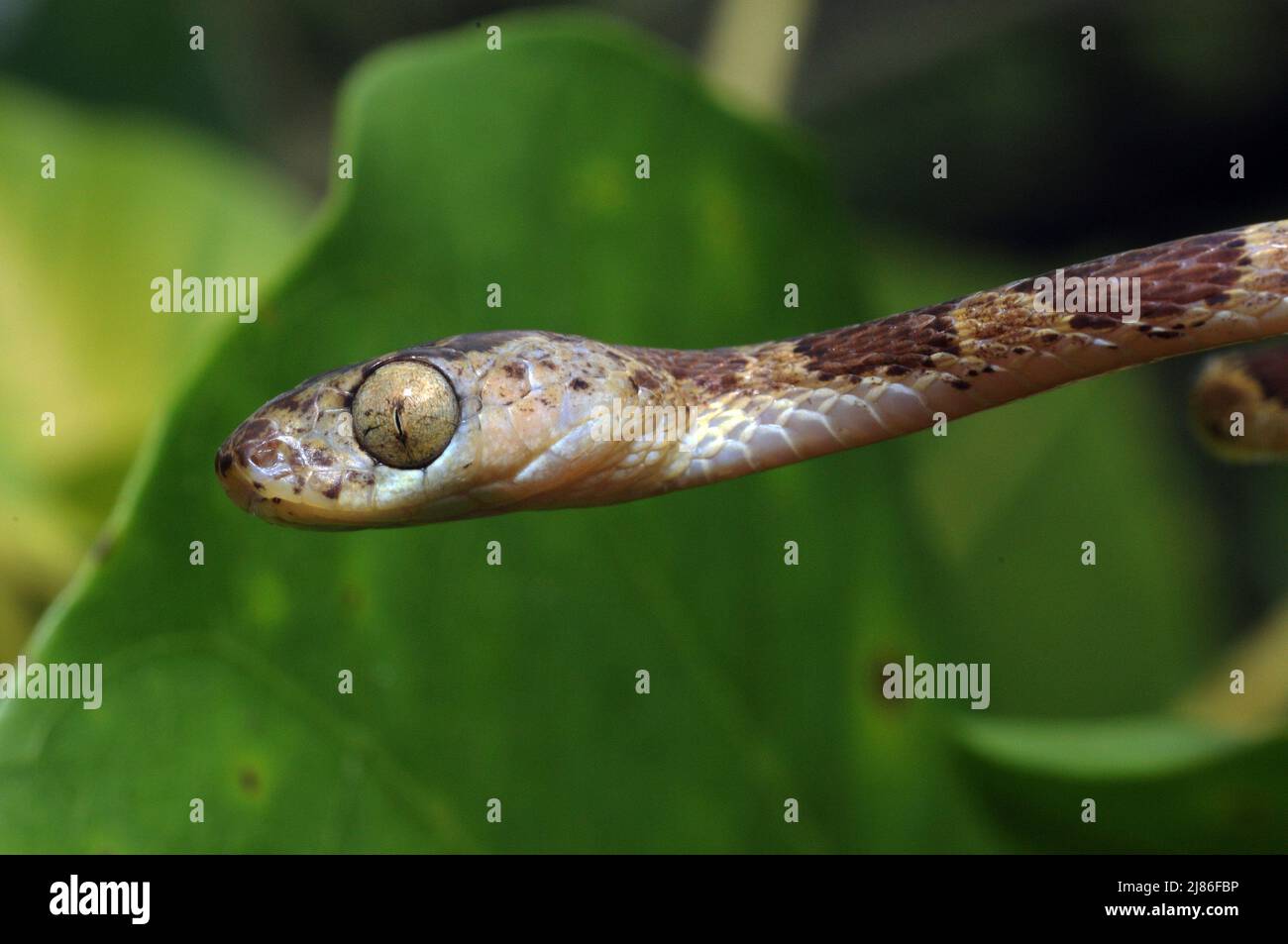 Bluntheaded tree snake hi-res stock photography and images - Alamy