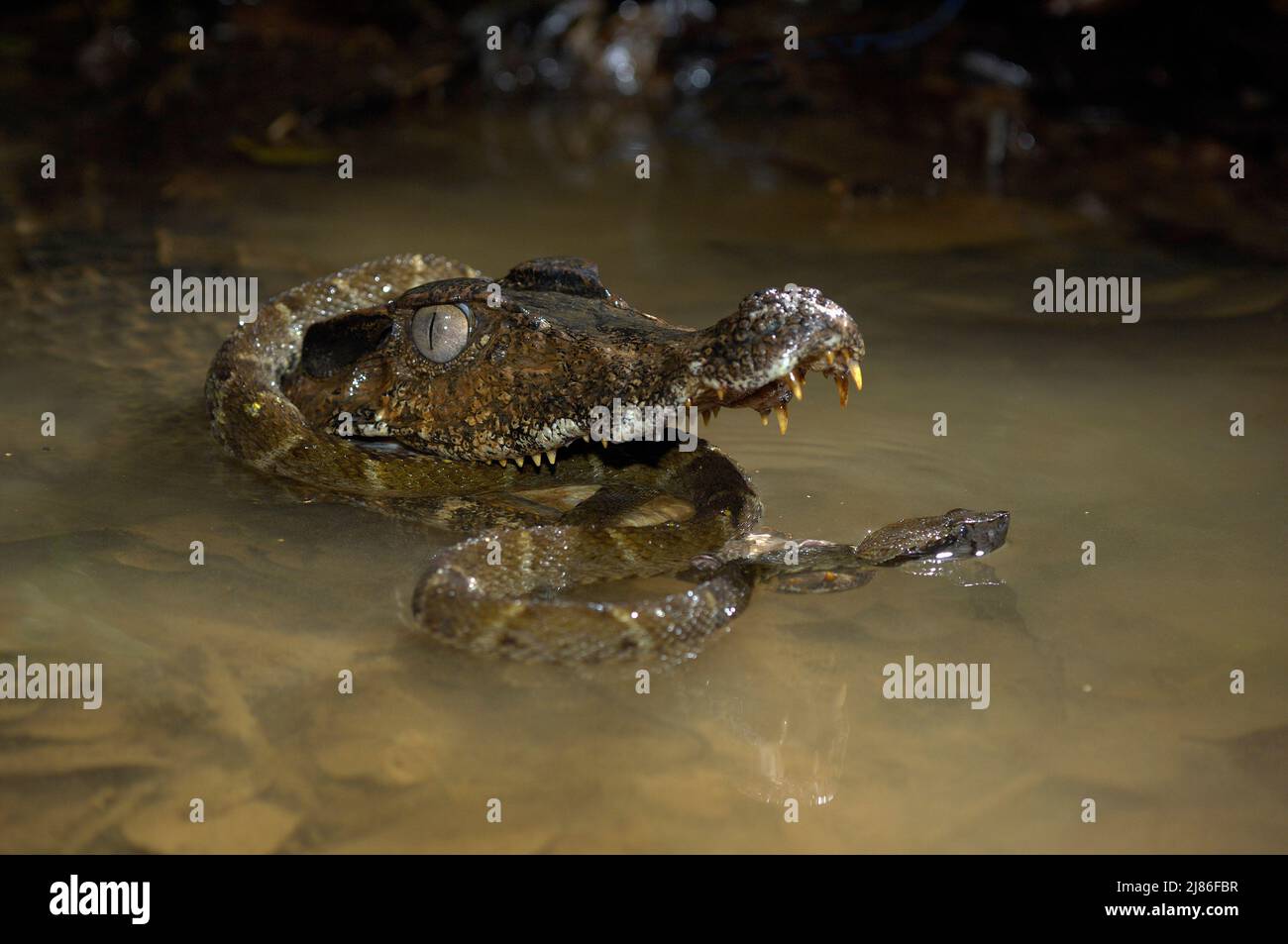 Cuvier's dwarf caiman eating a Lance-headed Viper Guiana Stock Photo ...