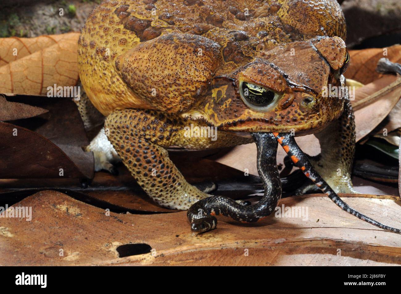 Cane toad eating a short-ground snake French Guiana Stock Photo - Alamy