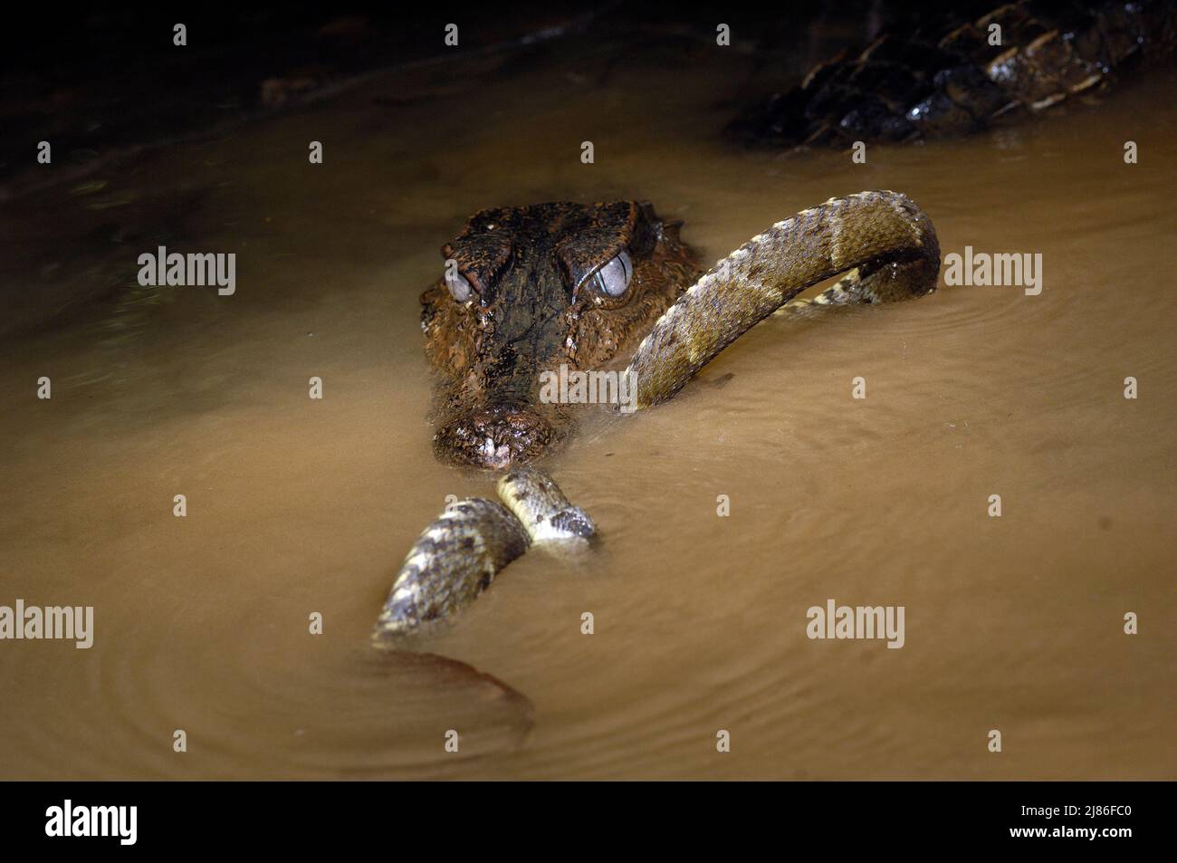 Cuvier's dwarf caiman eating a Lance-headed Viper Guiana Stock Photo ...