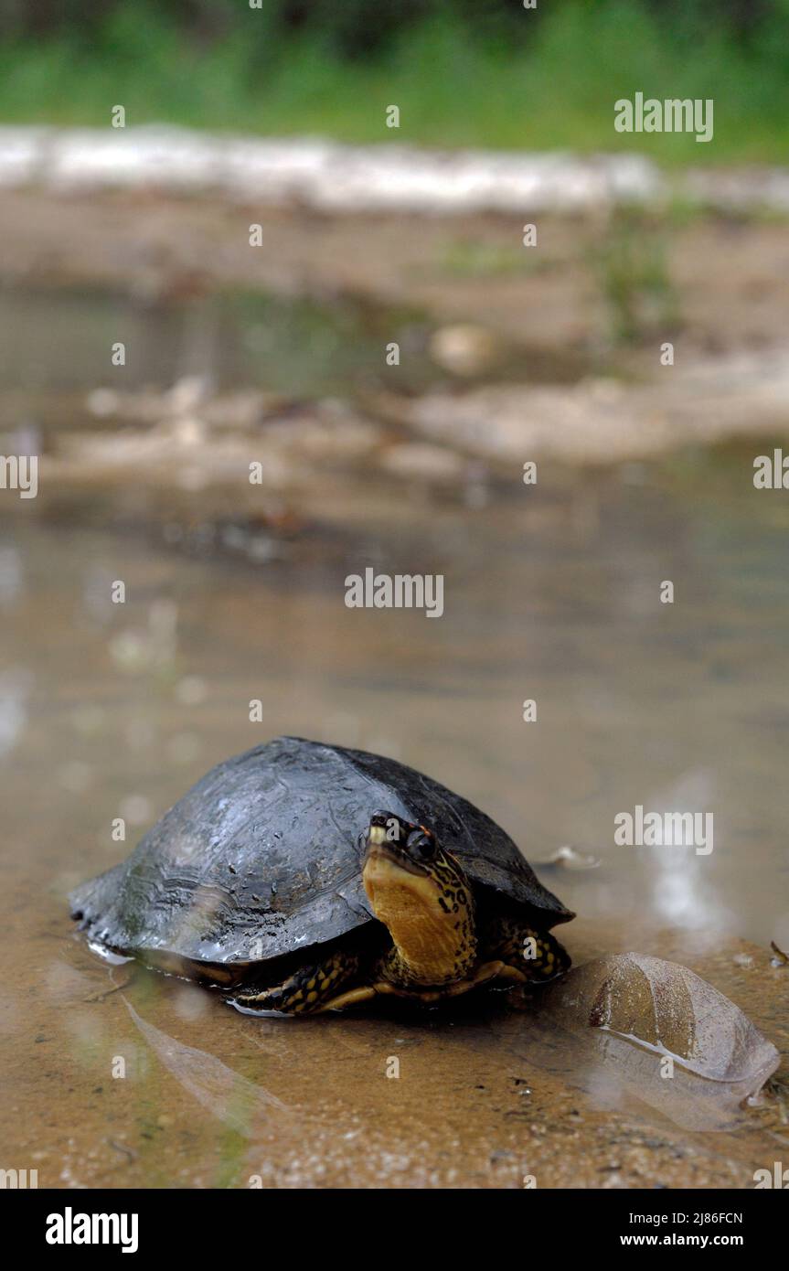 Spot-legged turtle in water French Guiana Stock Photo - Alamy