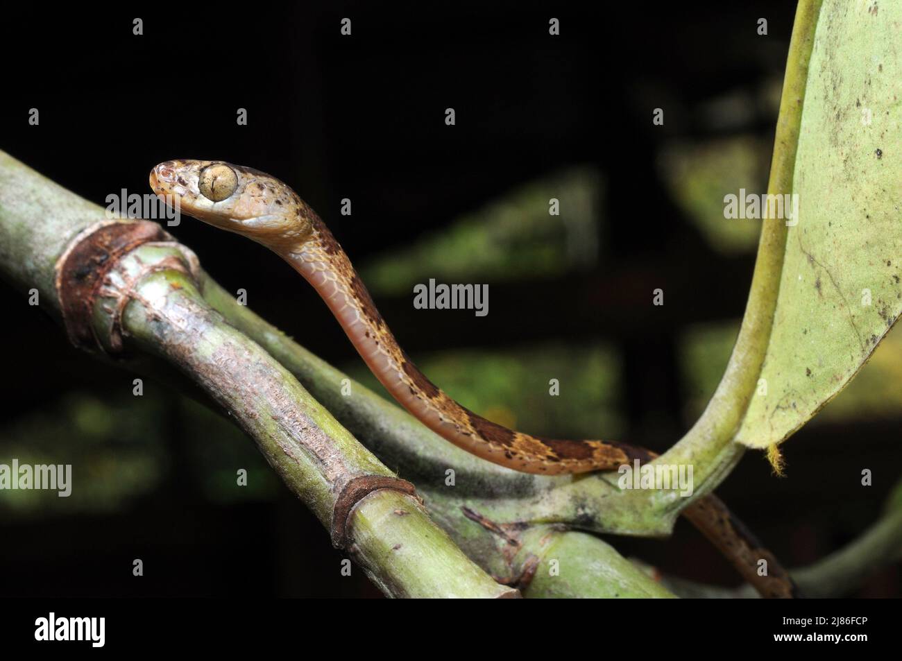Bluntheaded treesnake French Guiana Stock Photo - Alamy