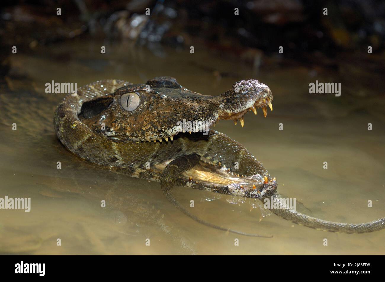 Cuvier's dwarf caiman eating a Lance-headed Viper Guiana Stock Photo ...