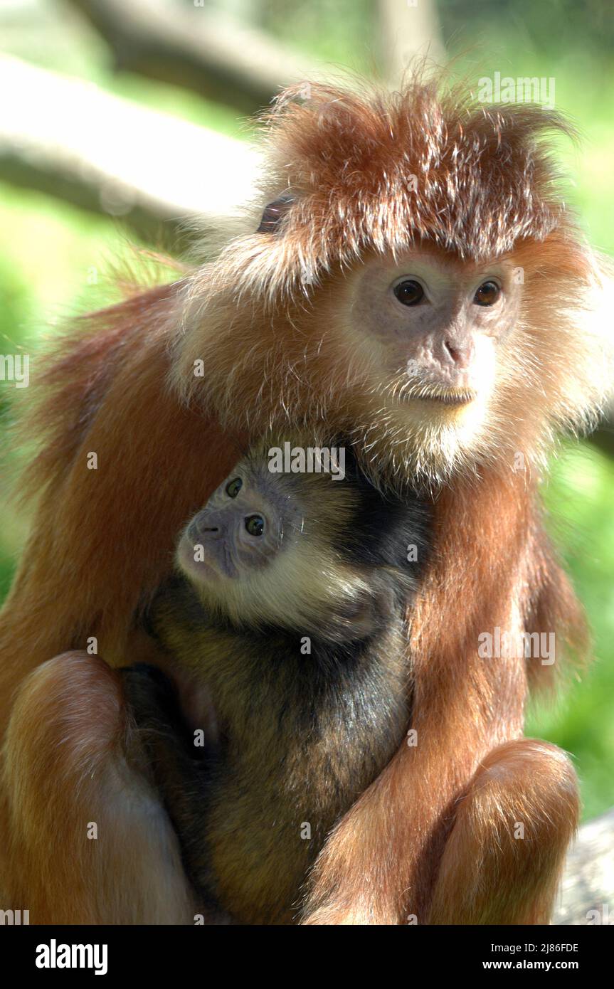 Javan Lutung and young Java Indonesia Stock Photo - Alamy