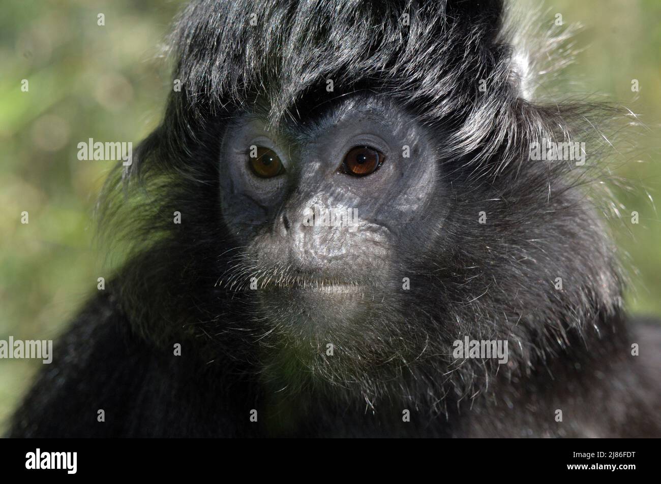 Portrait of Javan Lutung Java Indonesia Stock Photo - Alamy