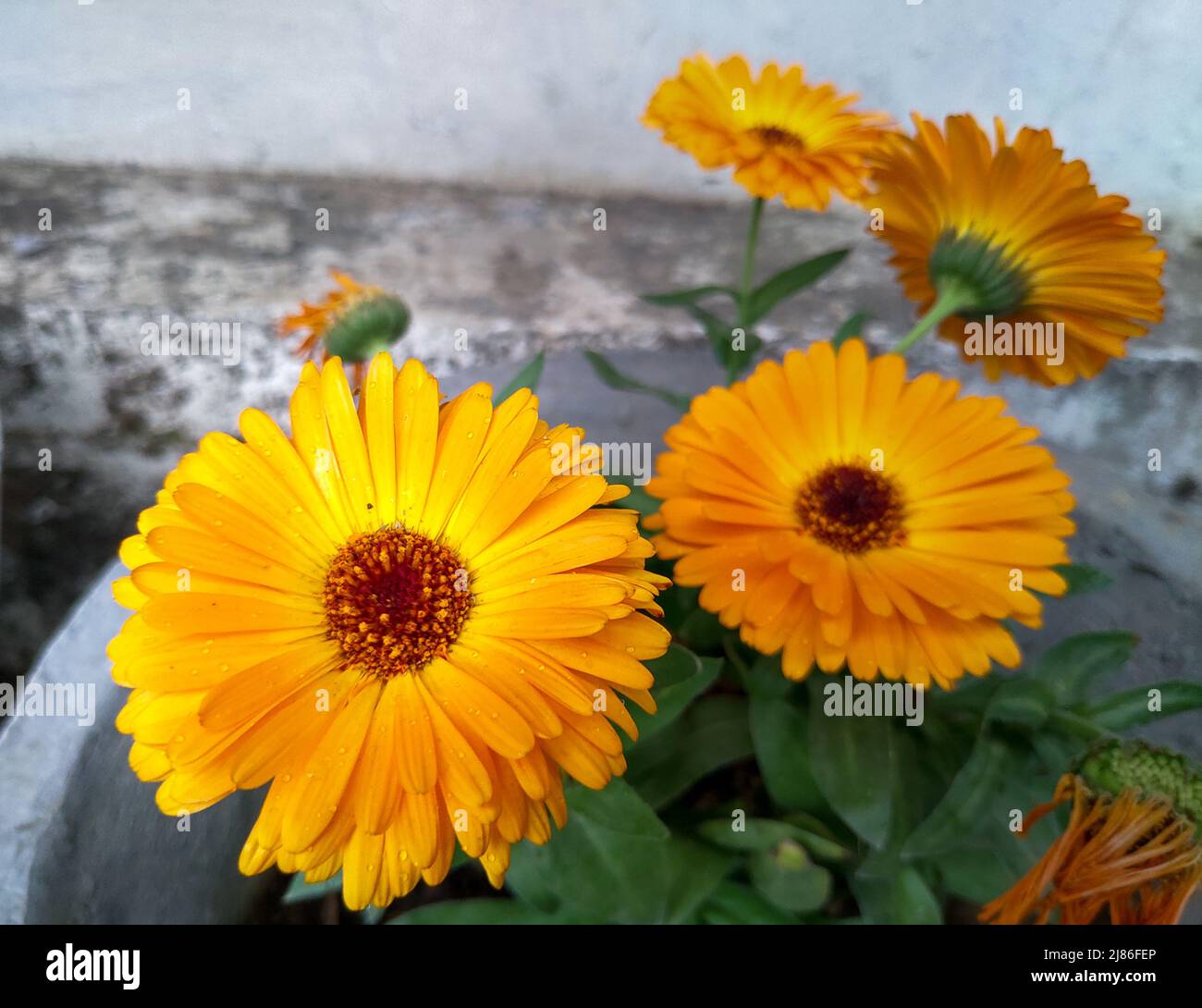 Marigold flower buds hi-res stock photography and images - Alamy
