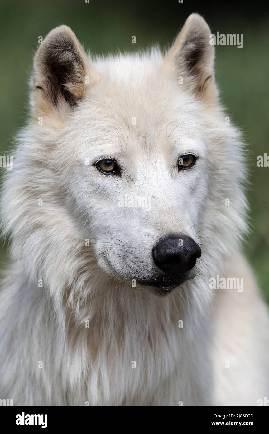 Portrait of Alberta wolf North America Stock Photo - Alamy