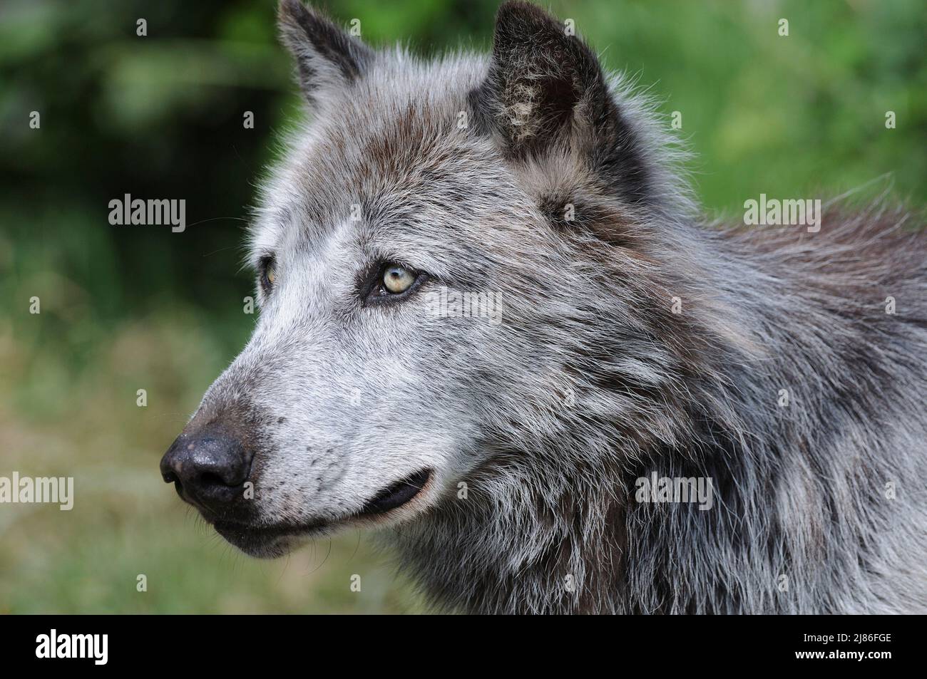 Portrait of Alberta wolf North America Stock Photo - Alamy