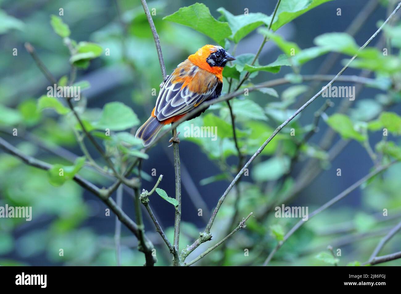 Southern red bishop South Africa Stock Photo - Alamy