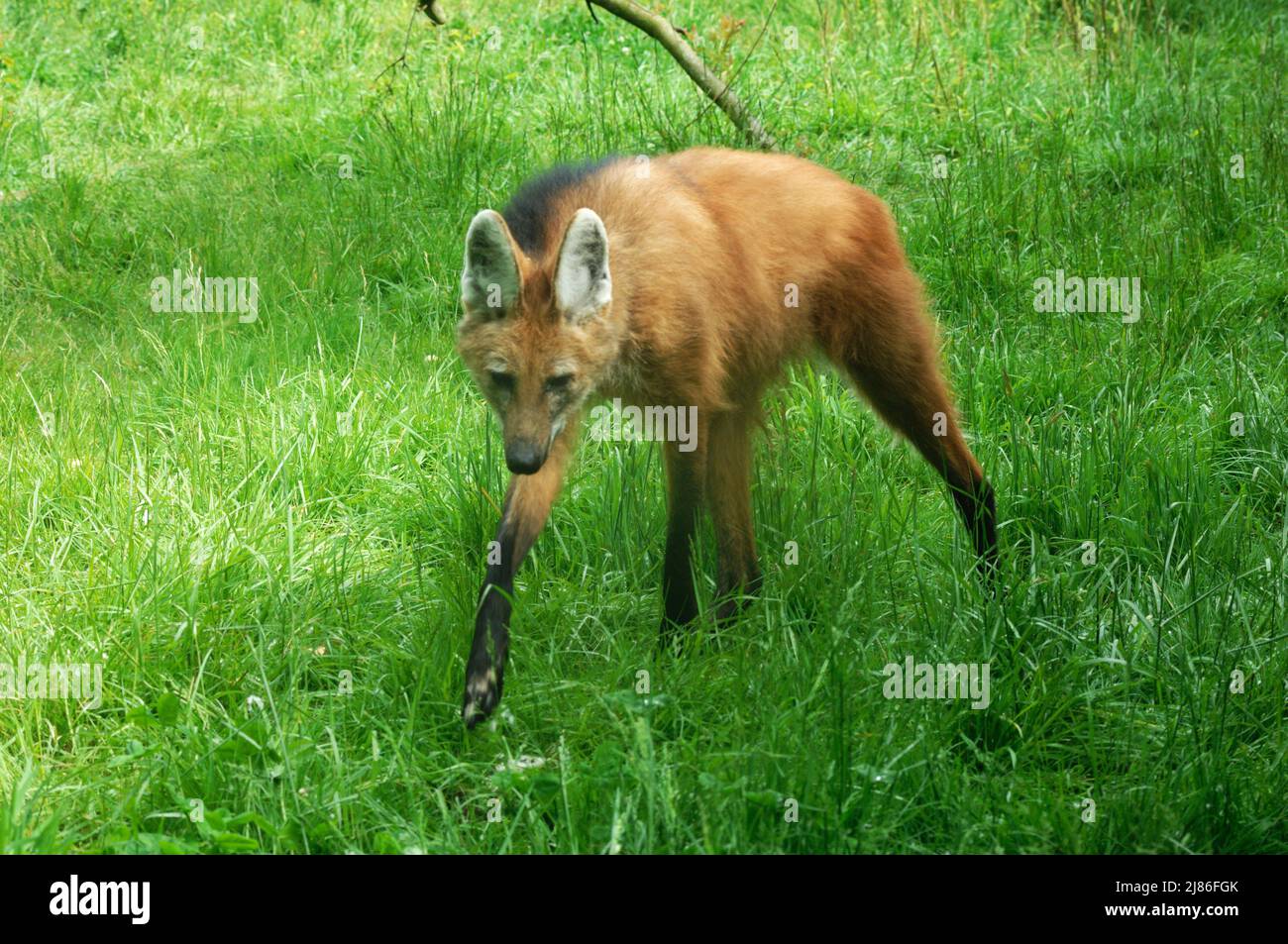 Maned wolf South America Stock Photo - Alamy