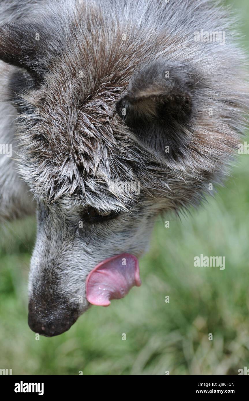Alberta wolf North America Stock Photo - Alamy