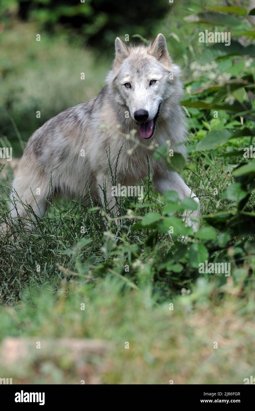 Alberta wolf North America Stock Photo - Alamy