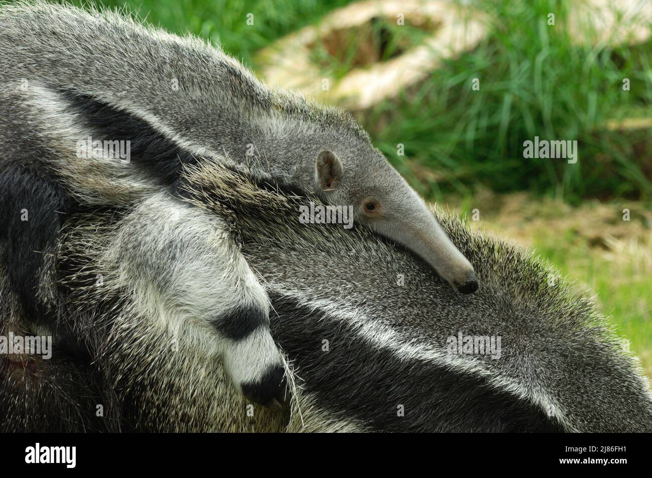 Giant Anteaterf female carrying its young Tropical America Stock Photo ...