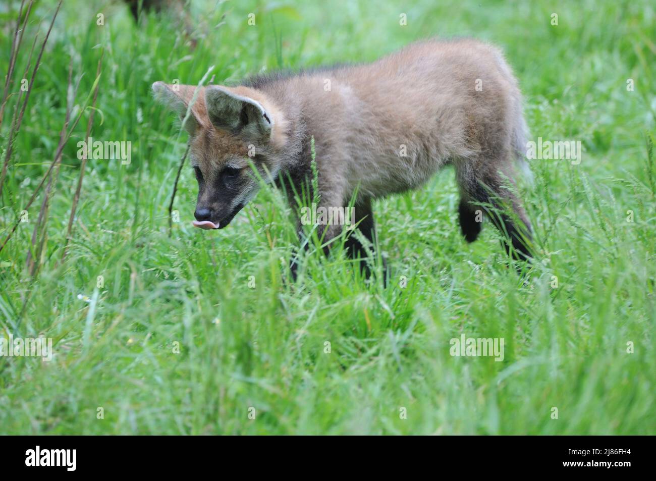 Young Maned wolf South America Stock Photo - Alamy
