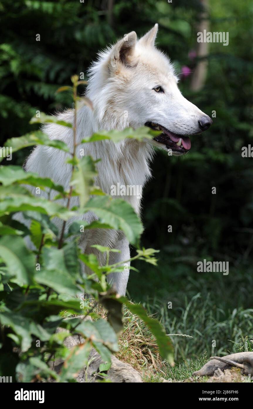 Lone wolf in profile looking hi-res stock photography and images - Alamy