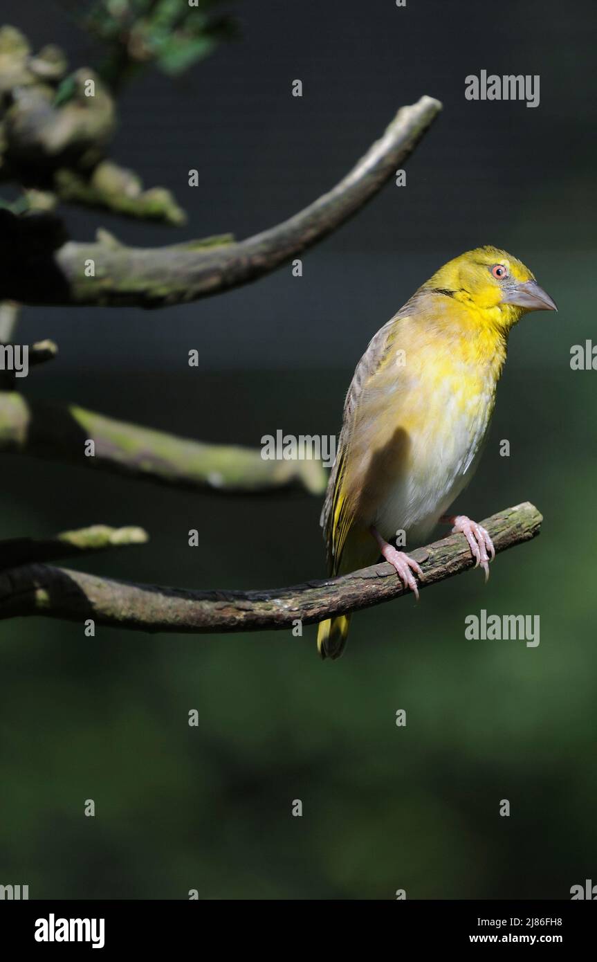 Village weaver female on a branch Africa Stock Photo - Alamy