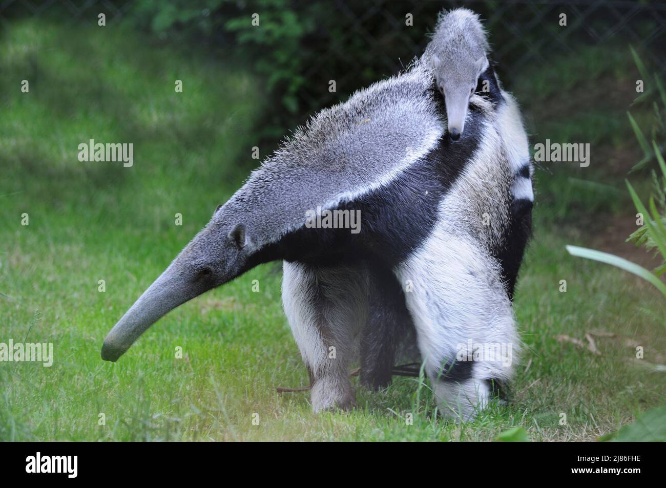 Giant Anteaterf female carrying its young Tropical America Stock Photo ...