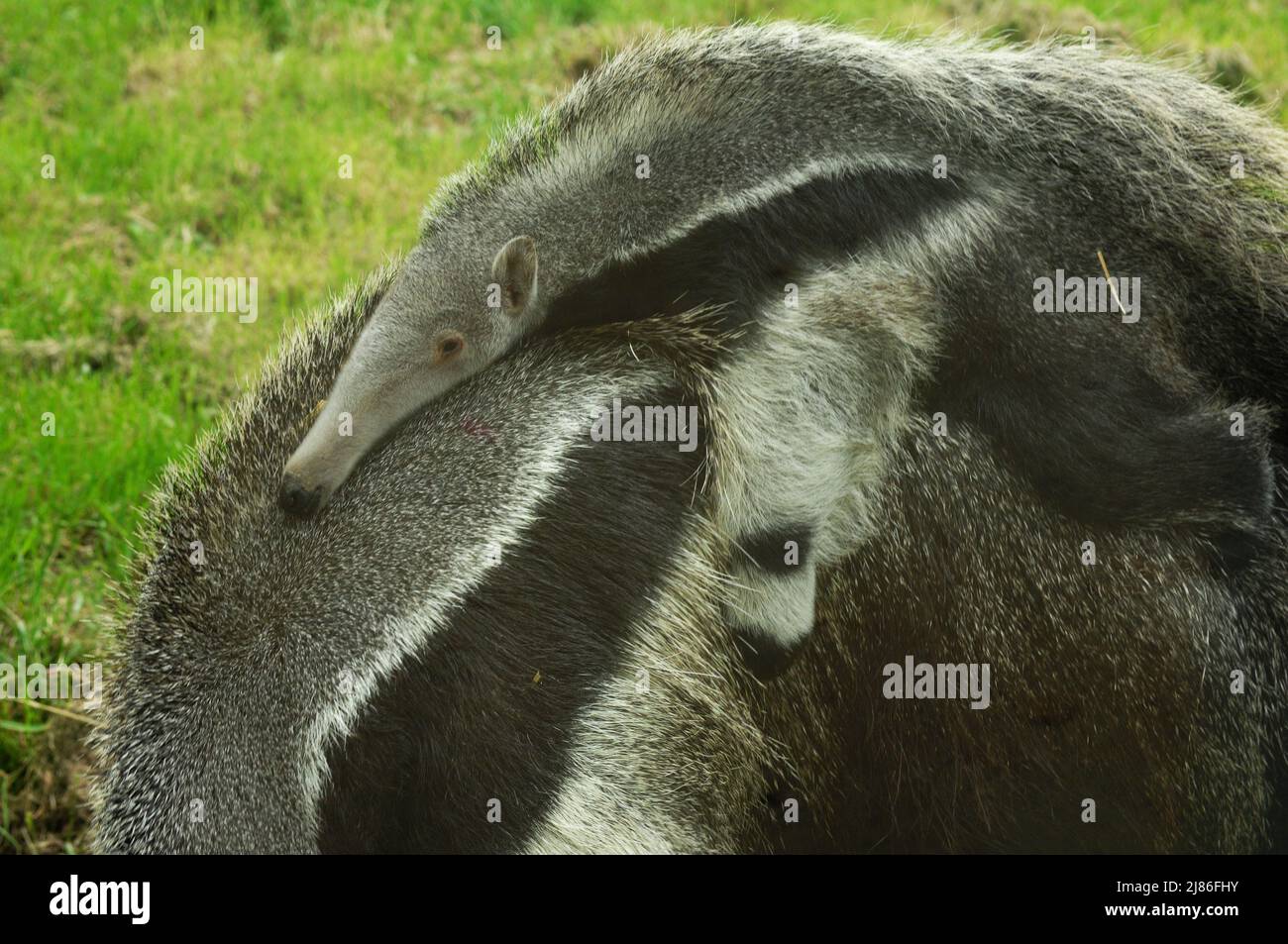 Giant anteater myrmecophaga tridactyla female hi-res stock photography ...