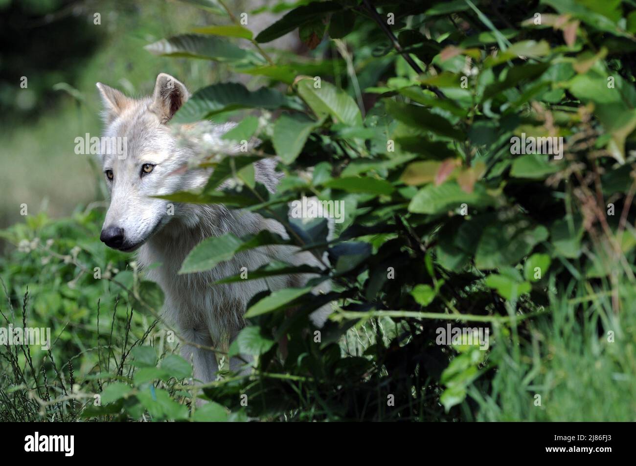 Alberta wolf North America Stock Photo - Alamy
