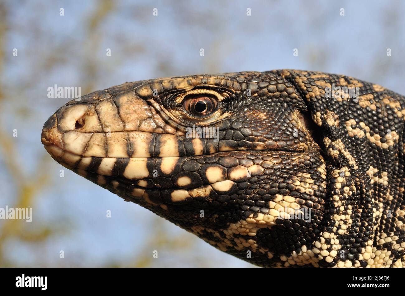 Portrait of Argentine Black and White Tegu Stock Photo - Alamy